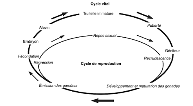 Reproduction salmoniculture